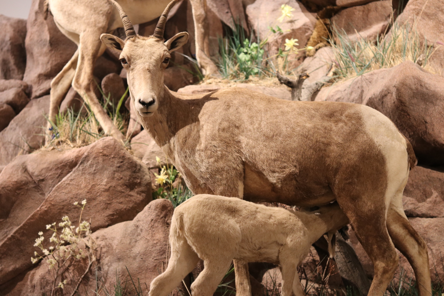Exhibits - National Bighorn Sheep Center