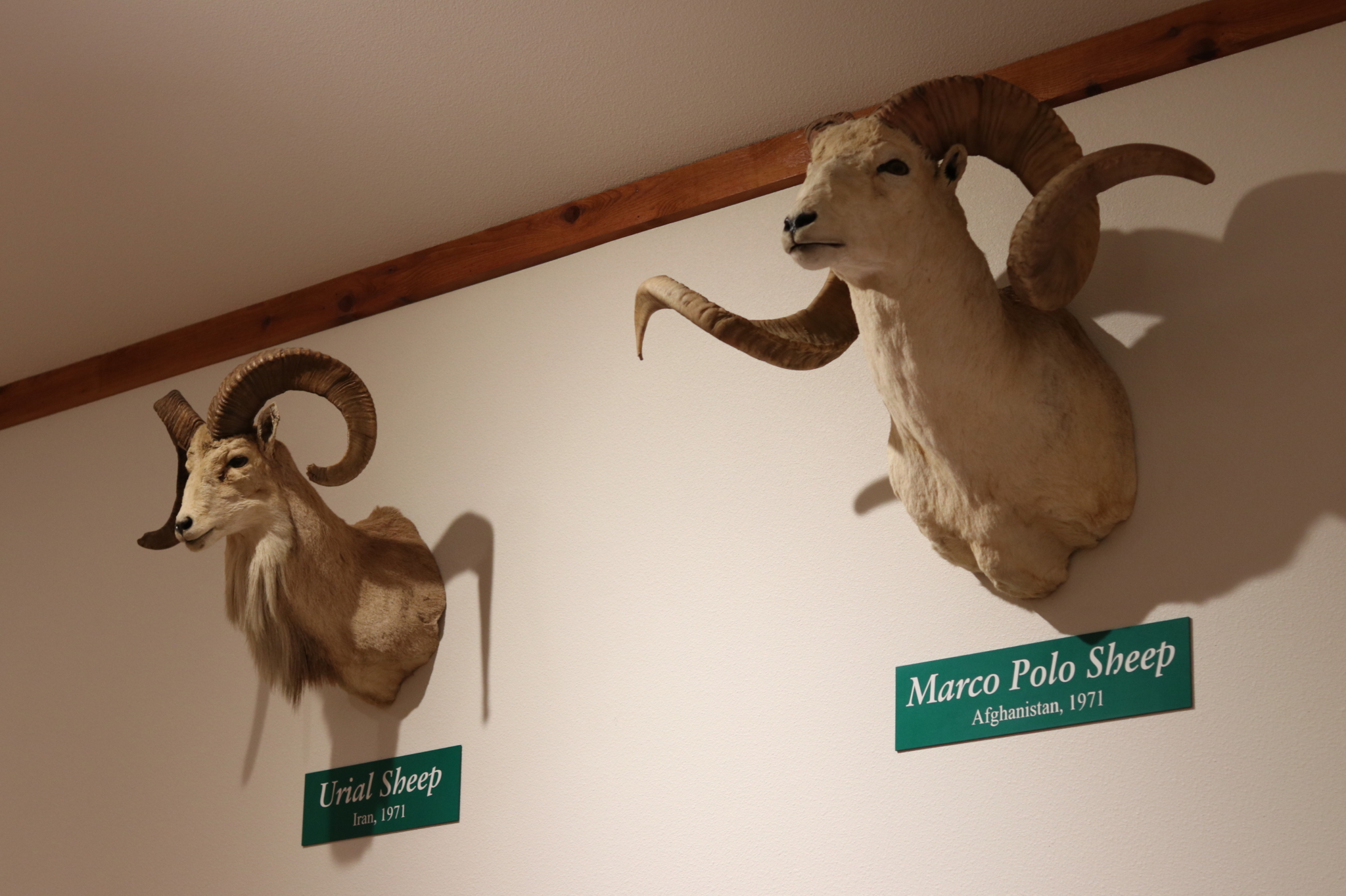 Exhibits - National Bighorn Sheep Center