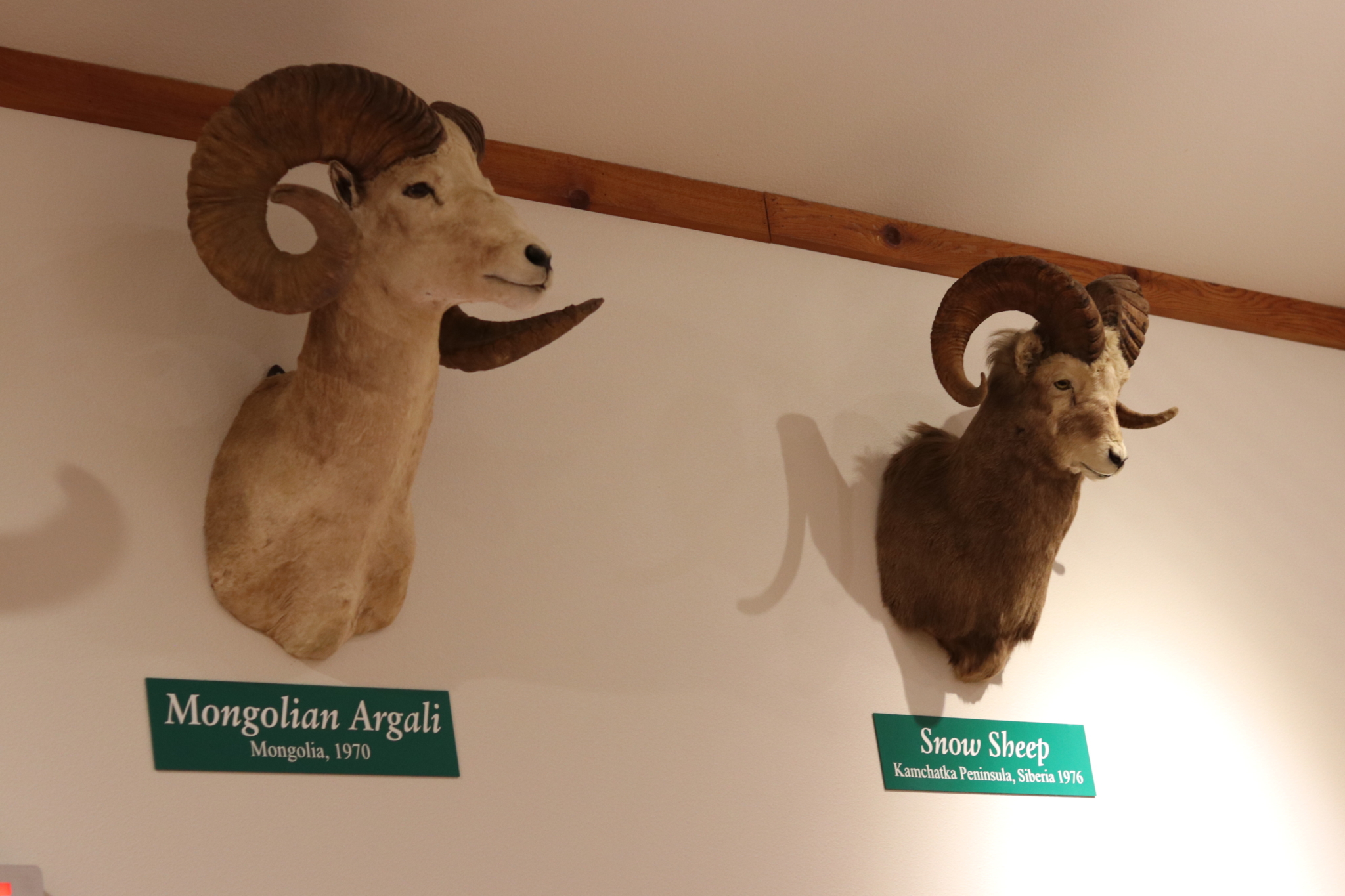Exhibits - National Bighorn Sheep Center