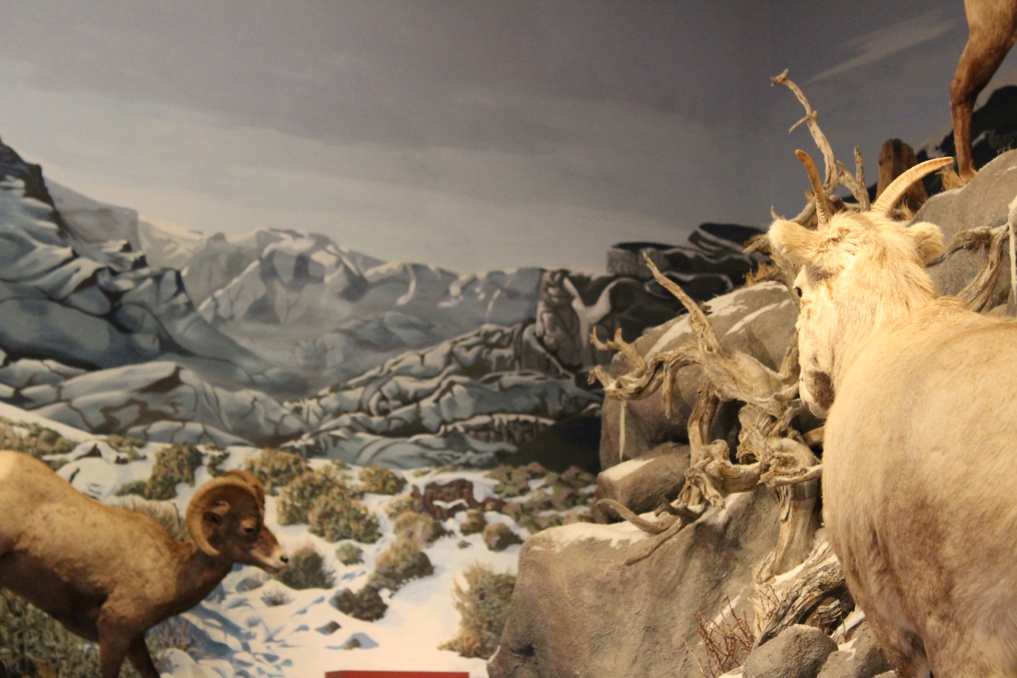 Exhibits - National Bighorn Sheep Center